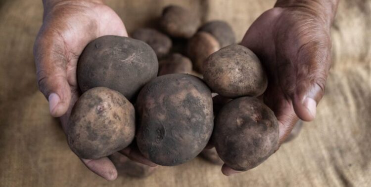Digestive Health Solution: African Wild Potatoes Supercharge Gut Health ...